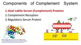 Complement System By Rupesh Trivedi PPT