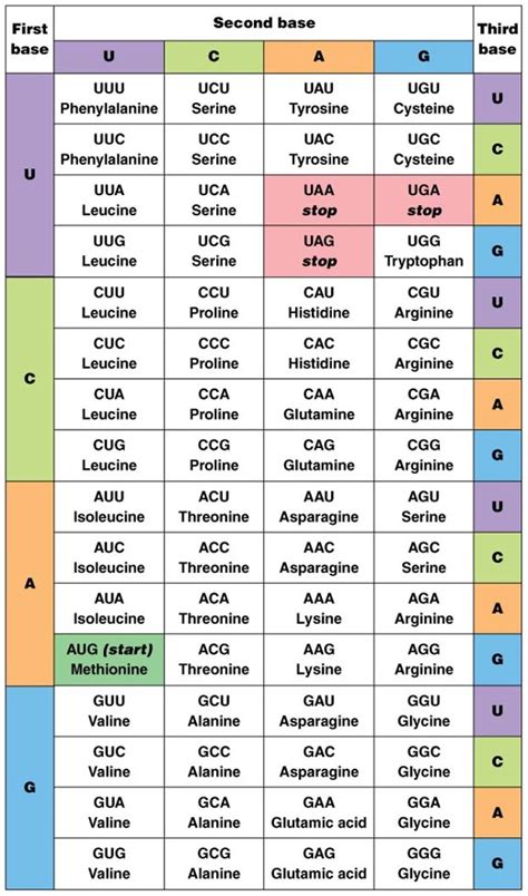 [solved] using the genetic code chart pictured below list the amino