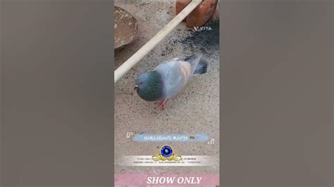 Only For Showonly For Show Youtube