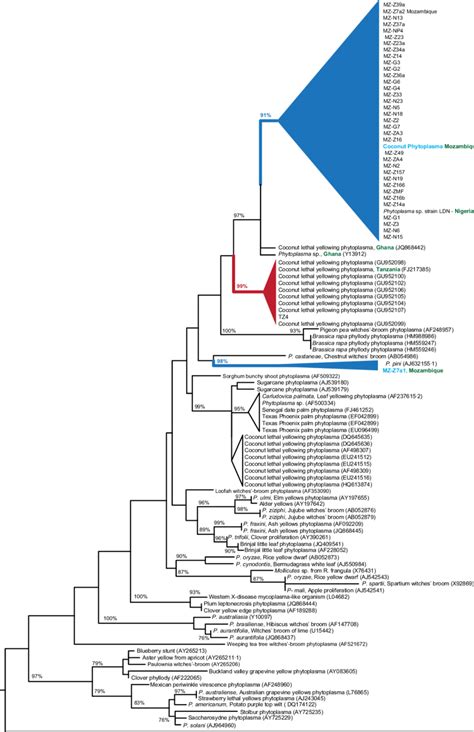 Dendrogram Constructed By The Maximum Likelihood Method Showing The Download Scientific Diagram