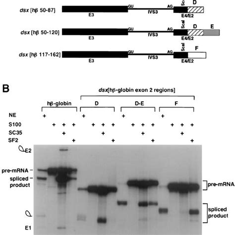 Characterization Of An Sc35 Dependent Splicing Enhancer In Exon 2 A