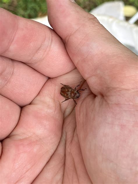 コイチャコガネ ぼくのむしとり日記