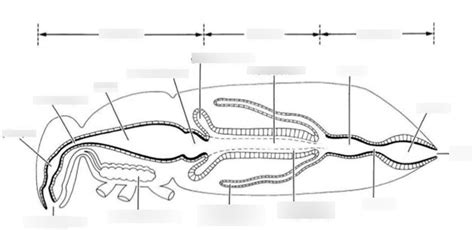 Insect Digestive System Diagram Quizlet