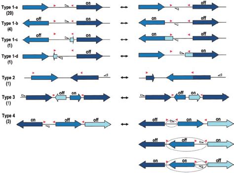 Functional Classi Fi Cation Of Dna Inversions Identi Fi Ed In Download Scientific Diagram