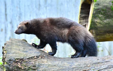 Wolverine Myths Folklore And Spirit Animal Info By Linda Ursin