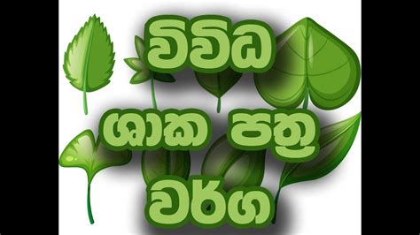 Different Leaves Of The Plants විවිධ ශාක වල පත්‍ර Youtube