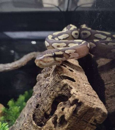 python elm court garden centre