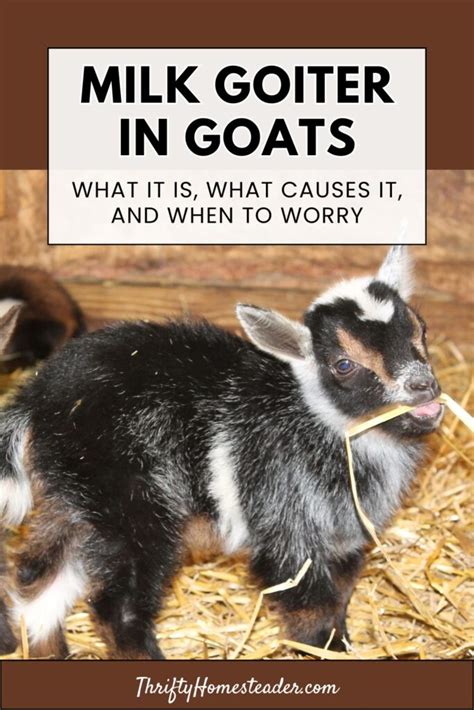Milk Goiter In Goats What It Is What Causes It And When To Worry