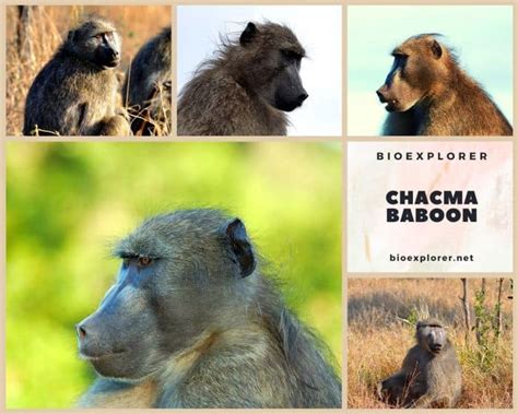 Chacma Baboon Characteristics Papio Ursinus Diet And Facts Bioexplorer