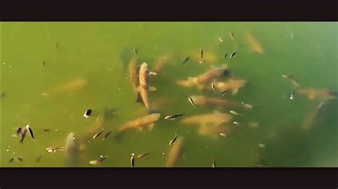 მონსტრები რუსთავის პარკში Youtube