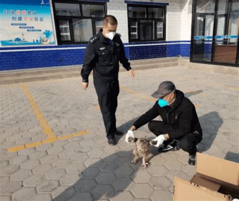 宁夏一村民家中飞进一只国家二级保护动物 猫头鹰 王团 翅膀