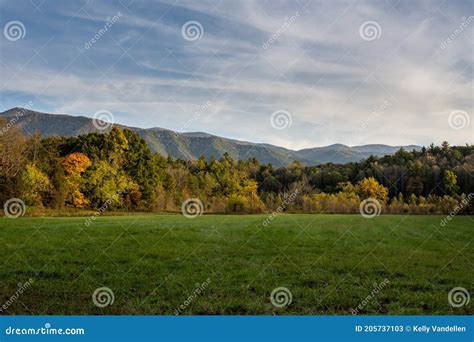 Layers Of Trees Royalty Free Stock Image CartoonDealer Com 117328918