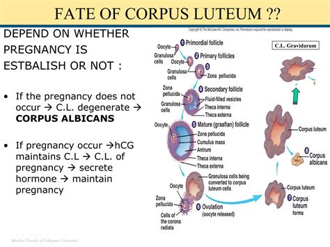 Histologic Structure Of Female Genital System Ppt