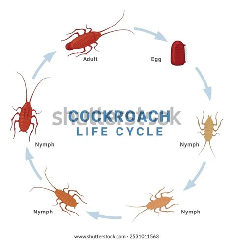 Life Cycle Of A Cockroach Worksheet