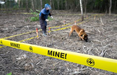 Польша планирует выйти из конвенции по запрету противопехотных мин