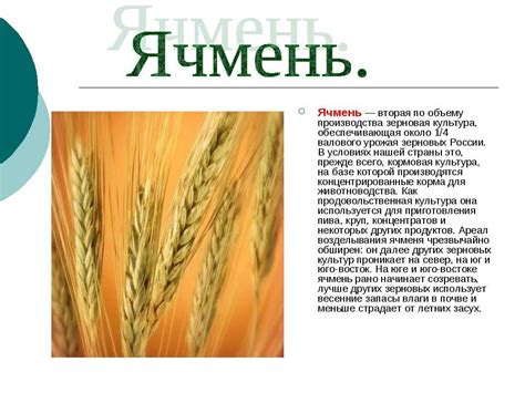 Пшеница какое семейство