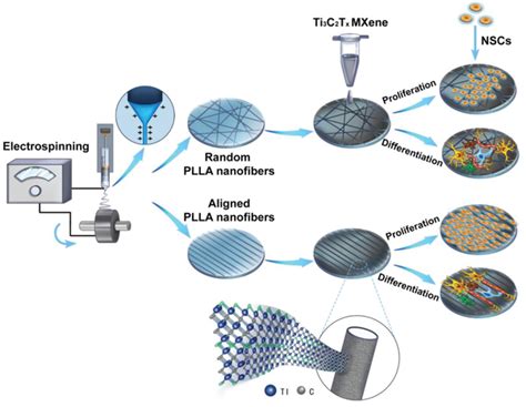 Schematic Illustration Of The Ti3c2tx Mxene Surface Modification Download Scientific Diagram