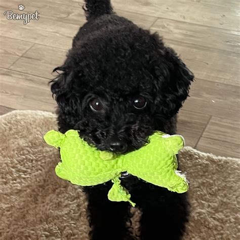 토이 푸들 성격 및 특징 똑똑하고 눈치 빠른 사랑둥이 비마이펫 라이프