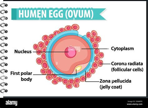 Zona Pellucida Structure