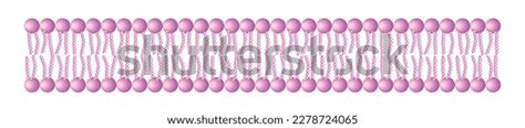 Phospholipid Bilayer Structure Single Layer Medical Stock Vector Royalty Free