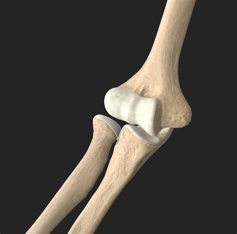 팔 스켈레톤 Pbr 3d 모델 15 Fbx Unknown Ma Free3d