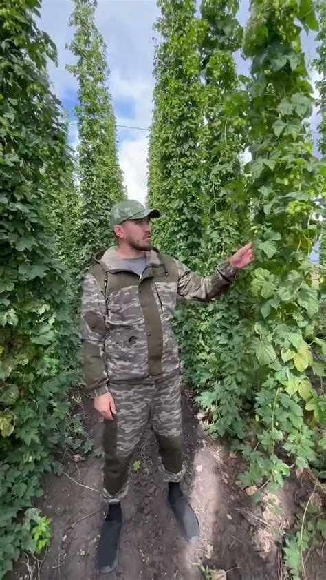 Хмель (хӑмла) - зеленое золото Чувашии. Более 90% хмеля в России ...