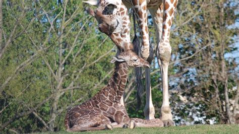 Reticulated Giraffe Birth Youtube
