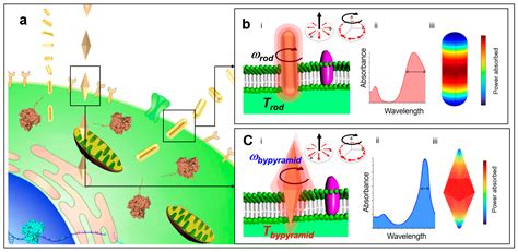 Optical Penetration Of Shape Controlled Metallic Nanosensors Across Membrane Barriers