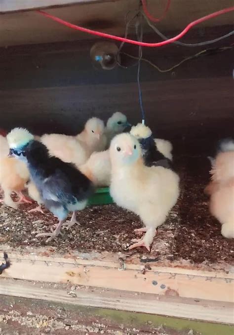 Golden Buff Chicks Hens 1108370609