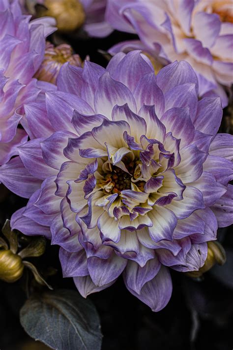 Dahlia Flower Plant Free Photo On Pixabay Pixabay