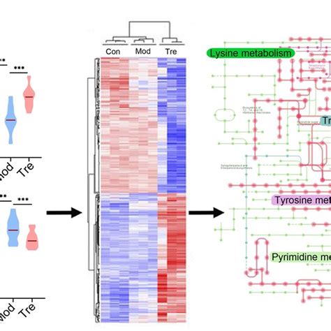 Metabolomics Strategy Assists Assessment Of Pharmacological Effects Download Scientific