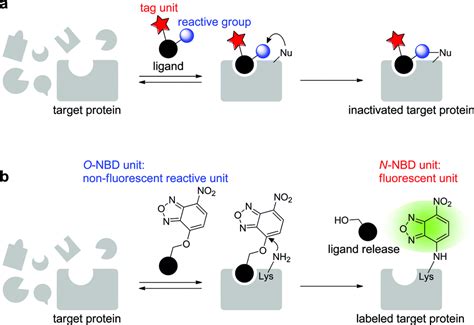 Affinity Labels Affinity Labeling Reagents Labelling Reagents