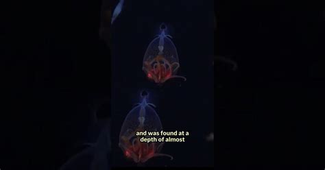 Colossal Squid Captured On Camera For The First Time Ap Video