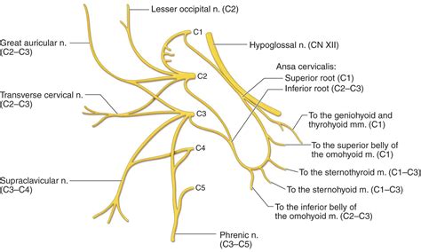 The Nervous System Musculoskeletal Key The Nervous System Musculoskeletal Key