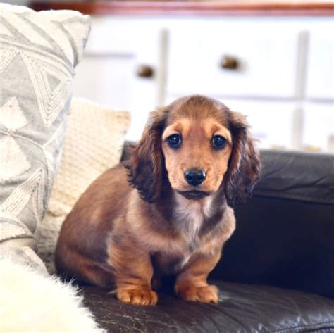 How Much Are Long Haired Miniature Dachshund Puppies