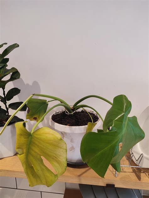 Can Someone Tell Me Whats Wrong Rgardening