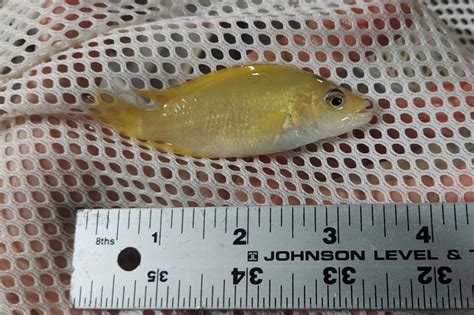 Red Dovii Wolf Cichlid 3 Unsexed Parachromis Dovii