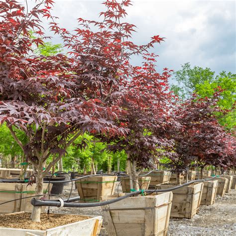 Moon Valley Nurseries