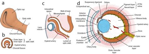 Embryological Development Of The Eye Permitted By Wolters Kluwer Health Download Scientific