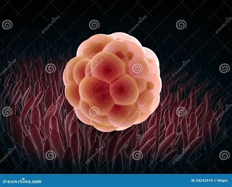 Embryo Cleavage Stock Illustration Illustration Of Conception 34242410