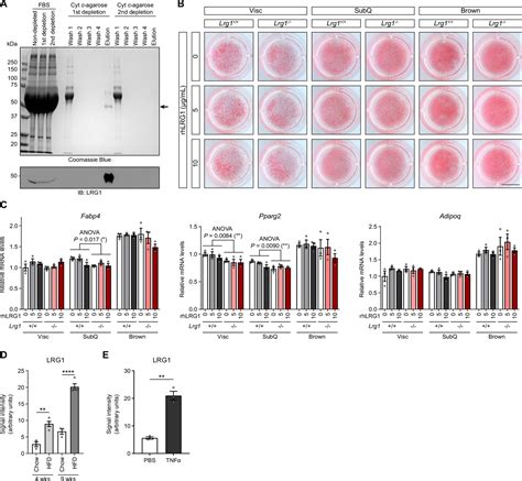 Figures And Data In Lrg1 Is An Adipokine That Promotes Insulin