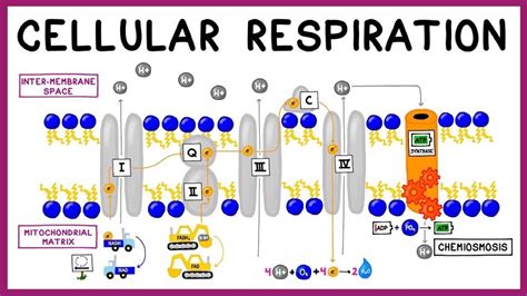 Cellular Respiration Glycolysis Krebs Cycle And The Electron Transport