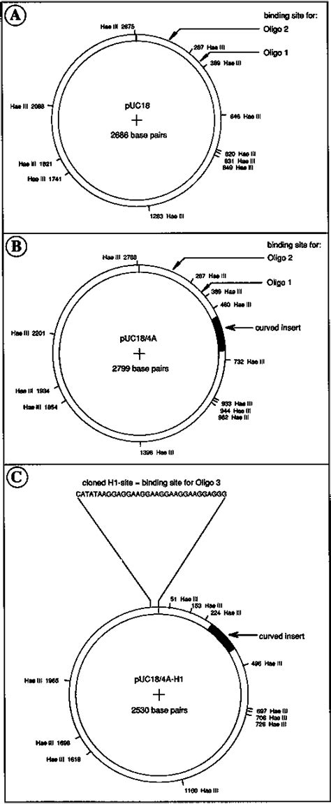 Restriction Maps Of The Plasmids Used In This Work A Puc18 B Download Scientific Diagram