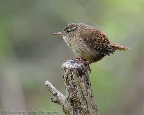 Jenny Wren Wren Beautiful Birds Jenny