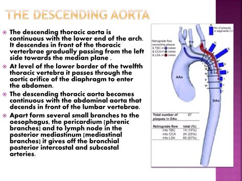 Aorta Pptx