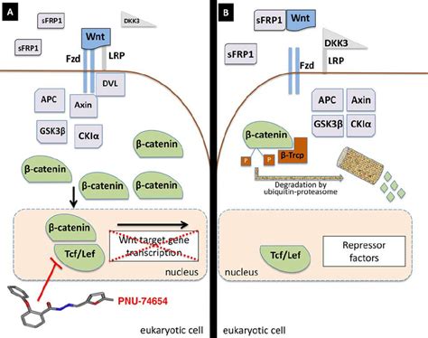 Wnt Pathway Signaling And Pnu 74654 Effect On The Tcfbeta Catenin Download Scientific Diagram