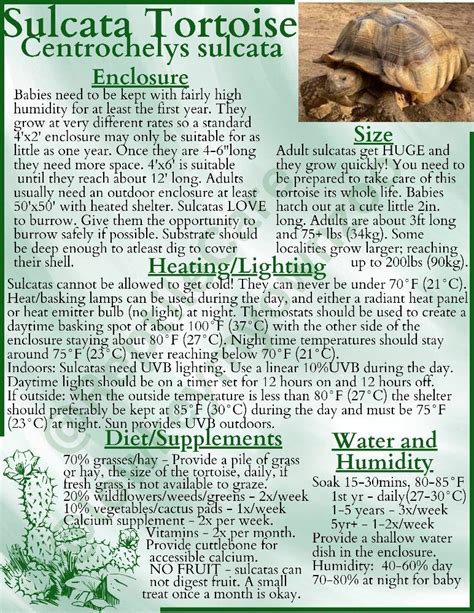 Sulcata Tortoise Care Guide Everything You Need To Know Artofit