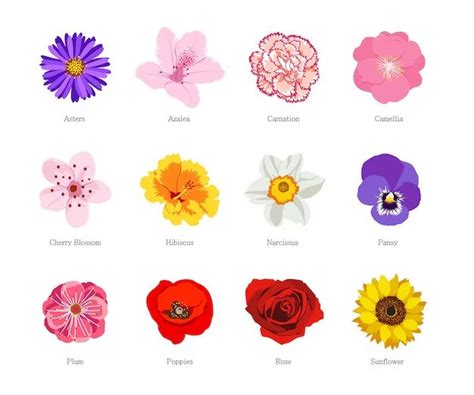 Diferentes Tipos De Flores Com Tabela De Nomes Diferentes Tipos De Flores Com Tabela De Nomes