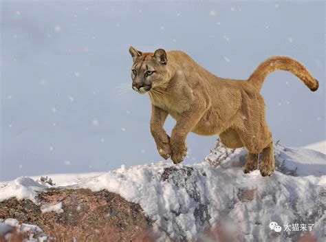 美洲狮与美洲豹vs第8页大山谷图库