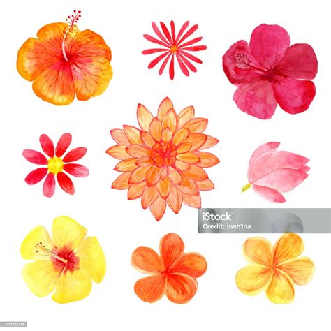 흰색 배경에 고립 된 수채화 열대 꽃 세트입니다 붉은 색의 꽃의 컬렉션 드로잉에 대한 스톡 벡터 아트 및 기타 이미지 드로잉